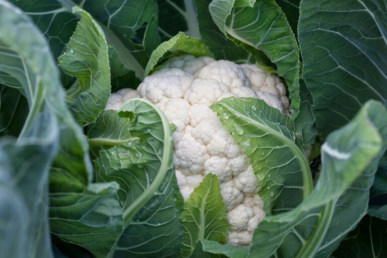 La guía definitiva sobre cuándo plantar coliflor en Galicia: maximiza ...