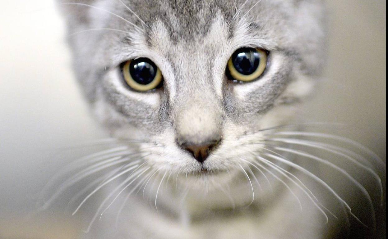 ¡Descubre qué ocurre si le cortas los bigotes a un gato! Conoce los ...