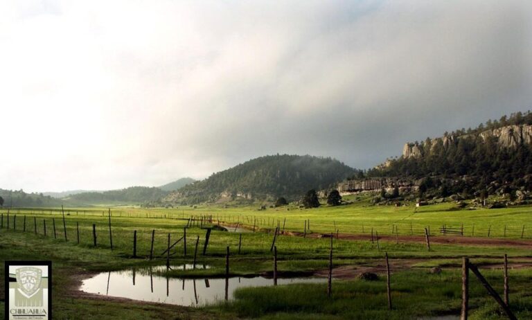 Descubre la increíble historia detrás de dónde sale el tren Chepe y ...