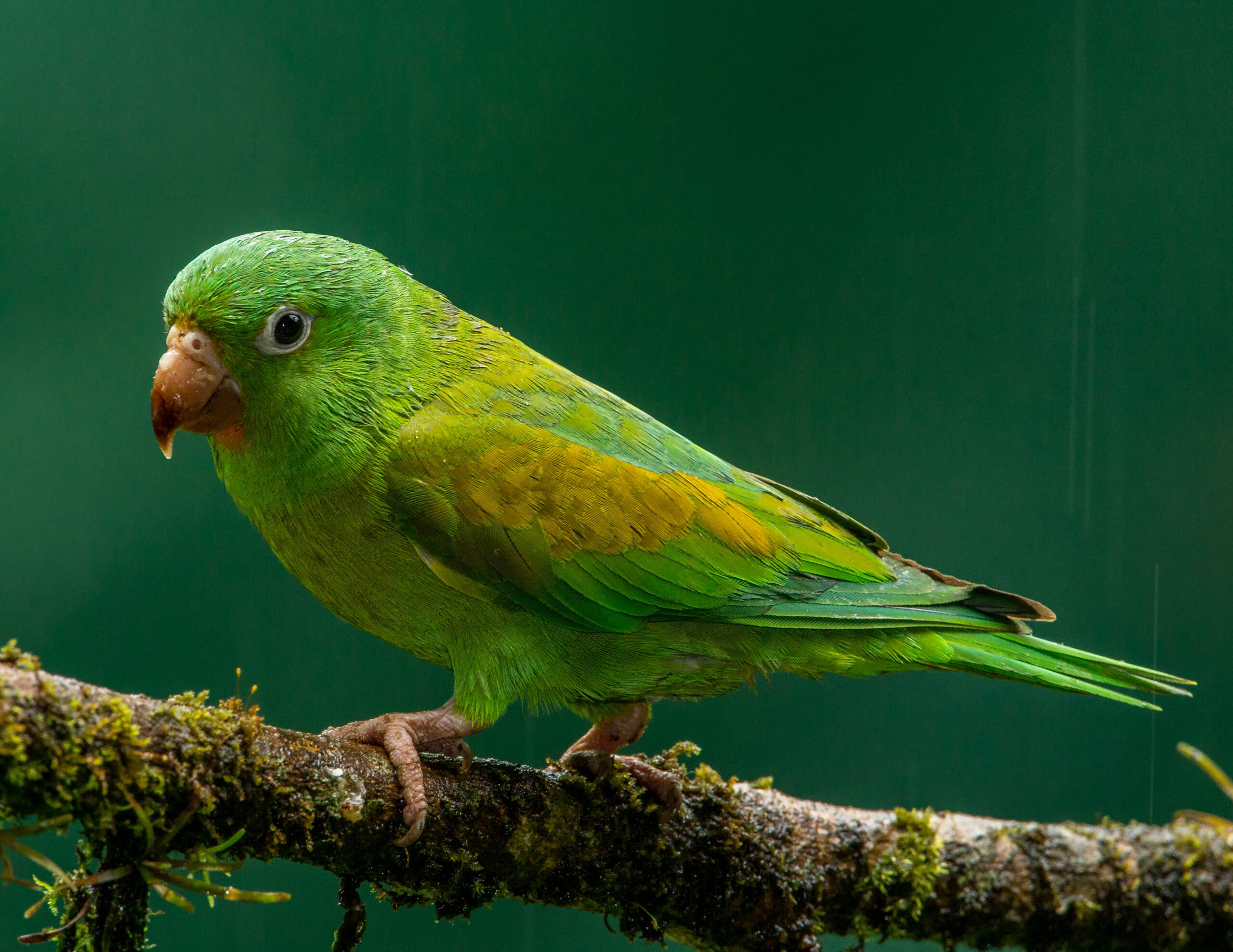 Cuantos años viven los pericos verdes: Descubre la longevidad de estas ...