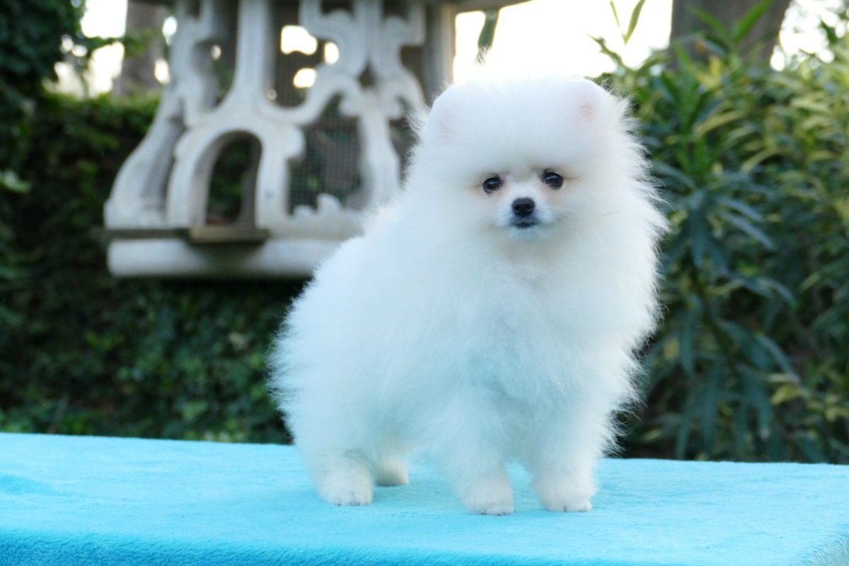 Descubre el costo real de un Pomerania Toy en España y sorpréndete con ...